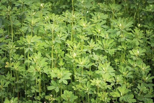 Fenugreek (Helba) For Women’s Health Nefertiti