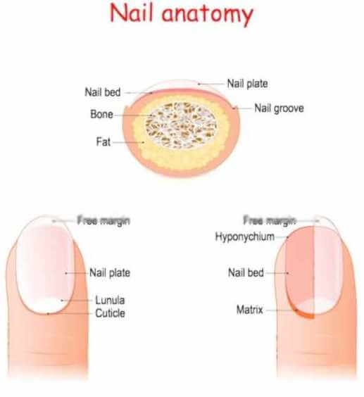 Top Picks For Nail Health Nefertiti